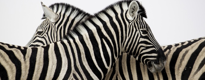 SAMPLE 4 NIGHTS INCENTIVE CAPE TOWN PACKAGE TOUR - CPT(4)